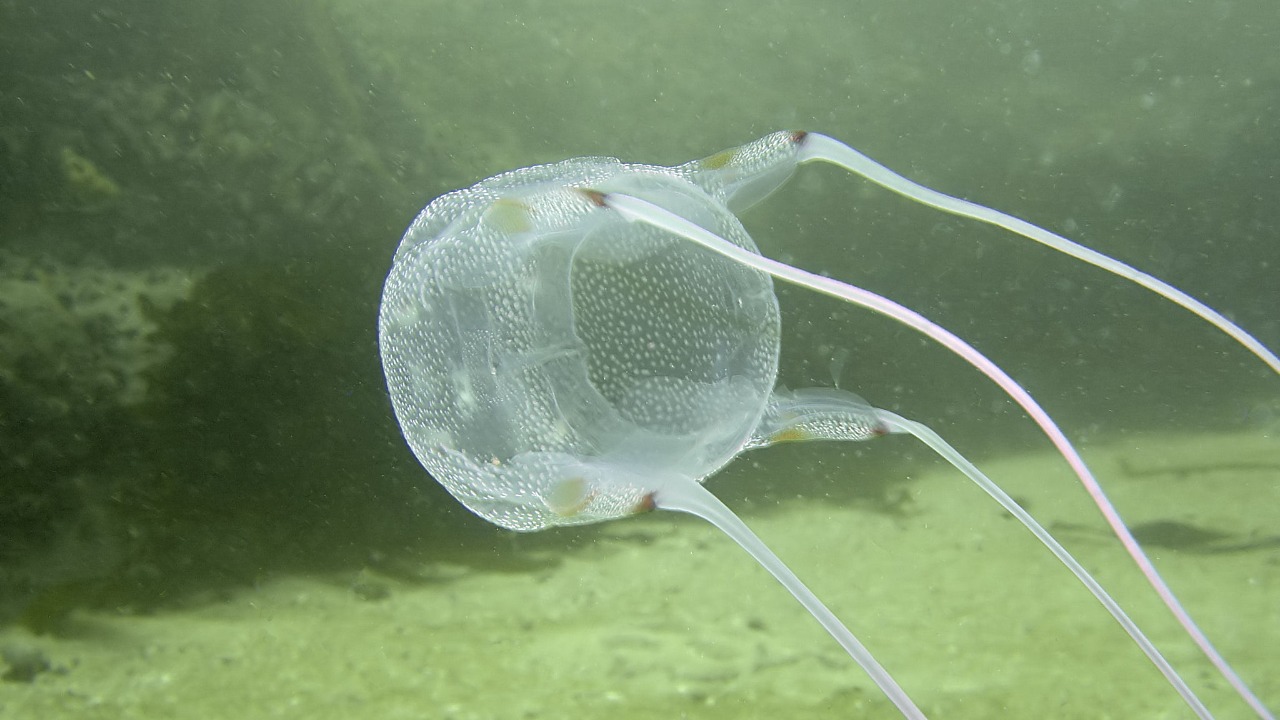 Box jellyfish venom can kill a person in minutes, doctors urgently warn