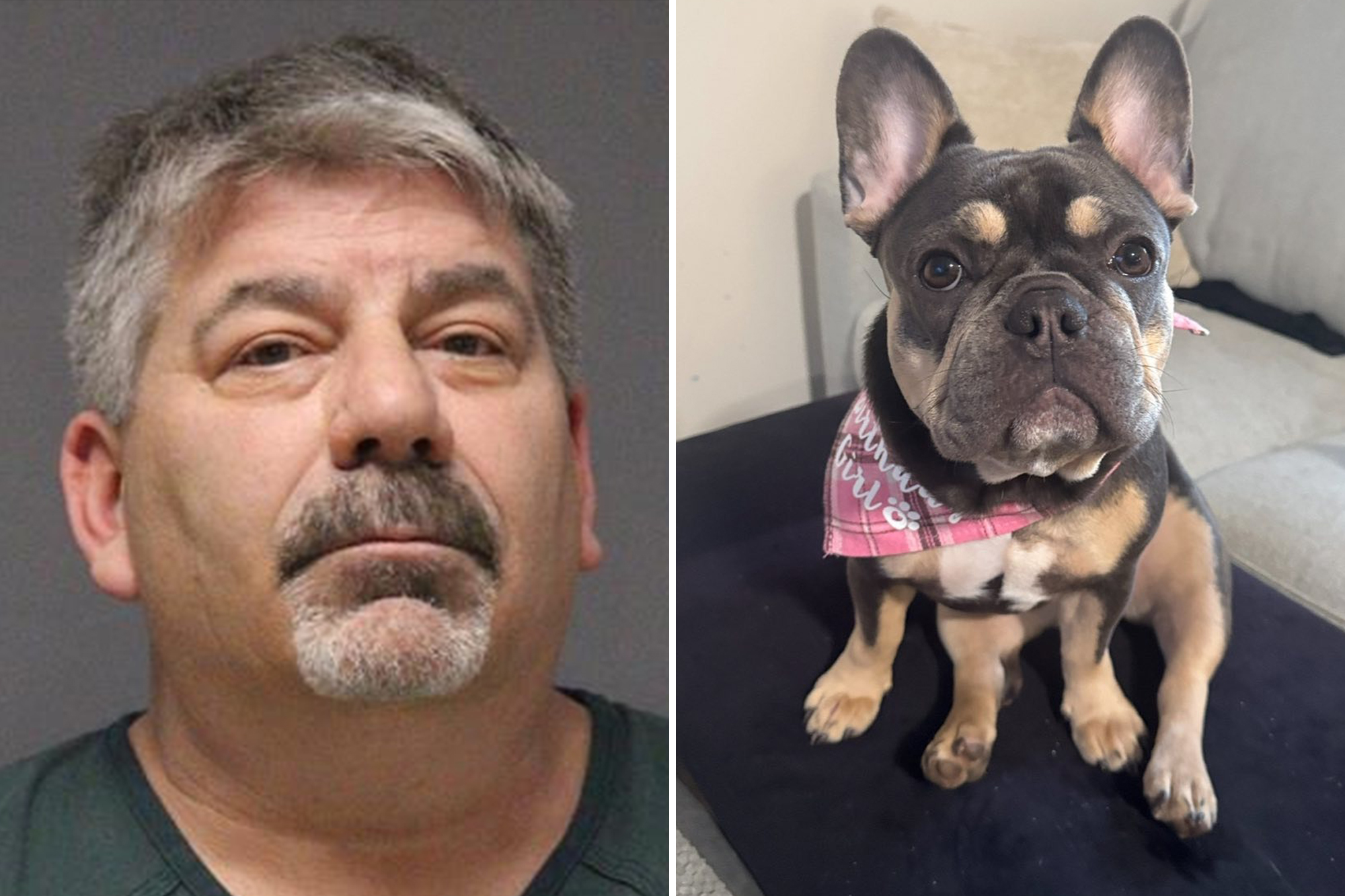 Dog-sitter step-dad allegedly shoots beloved bulldog in the face ...