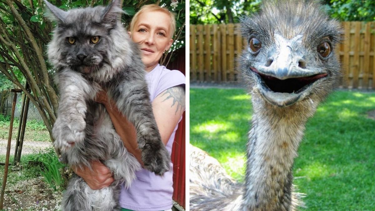 15 of the most expensive pets you can own