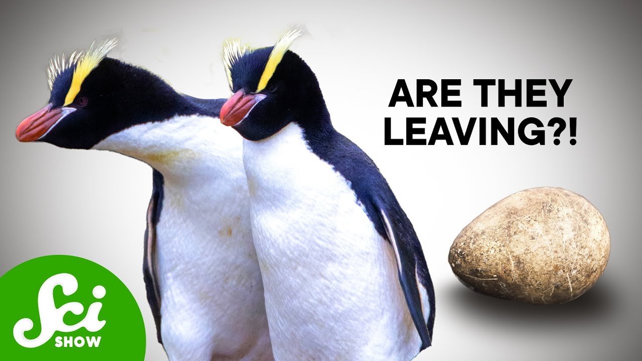 Why do these penguins kill their first egg?