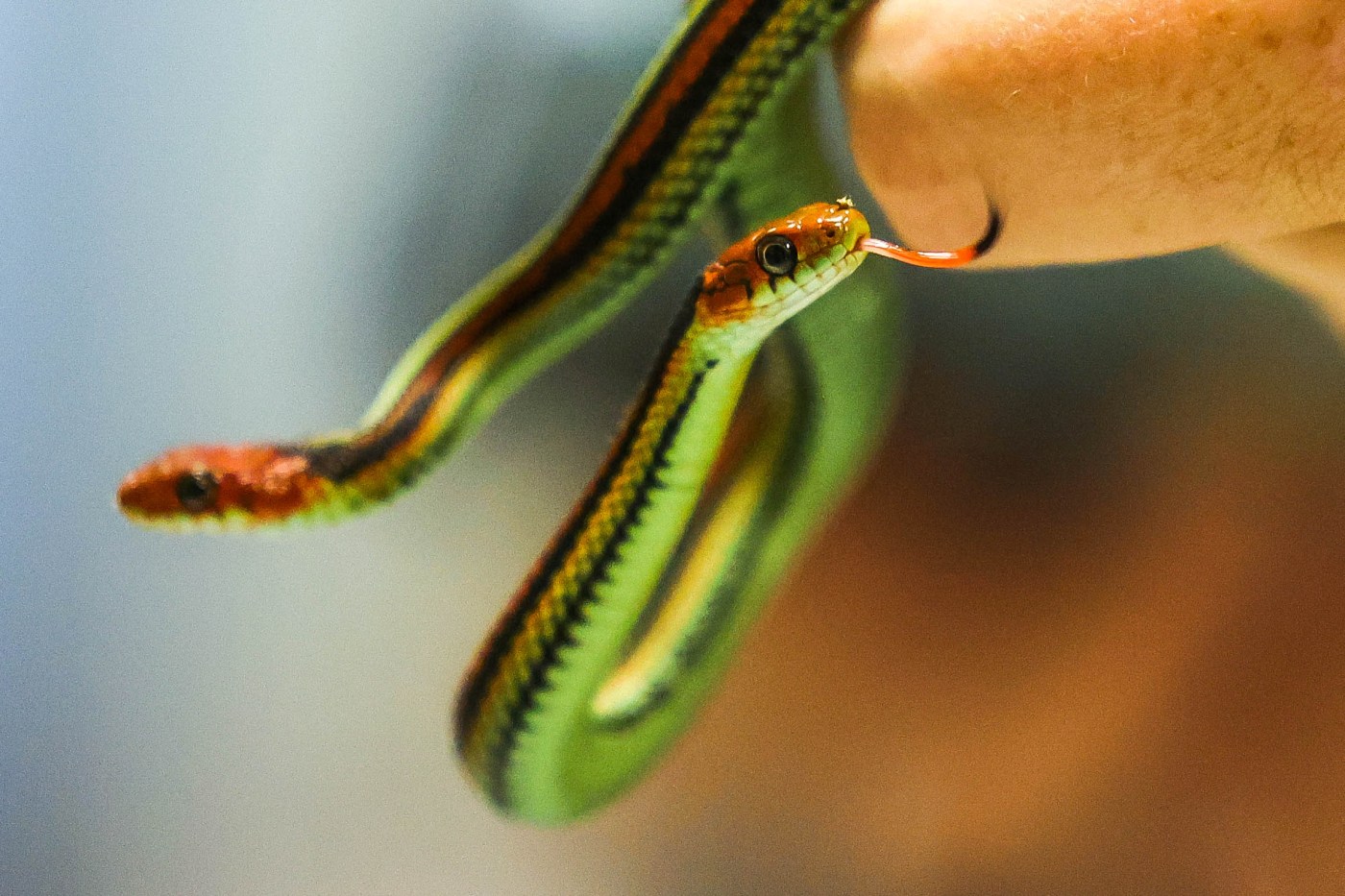 Stunning California snake endangered since the 1960s prepares to make a ...
