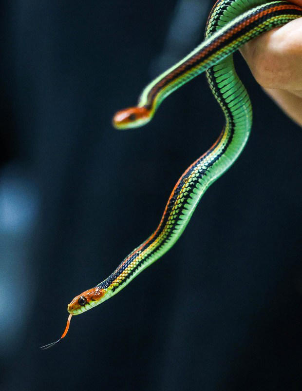 Stunning California snake endangered since the 1960s prepares to make a ...