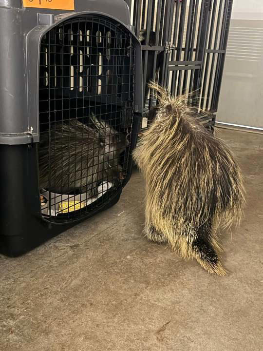 ‘People, pets, pipes… and porcupines!’: How Austin Wildlife Rescue is ...