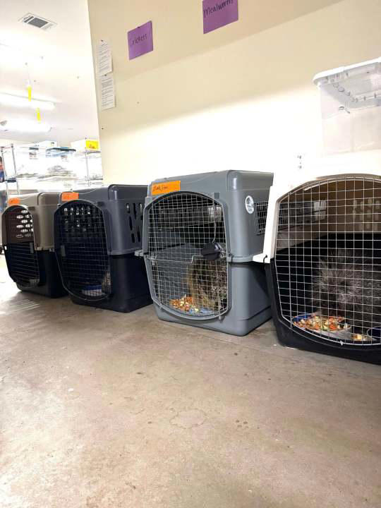 ‘People, pets, pipes… and porcupines!’: How Austin Wildlife Rescue is ...