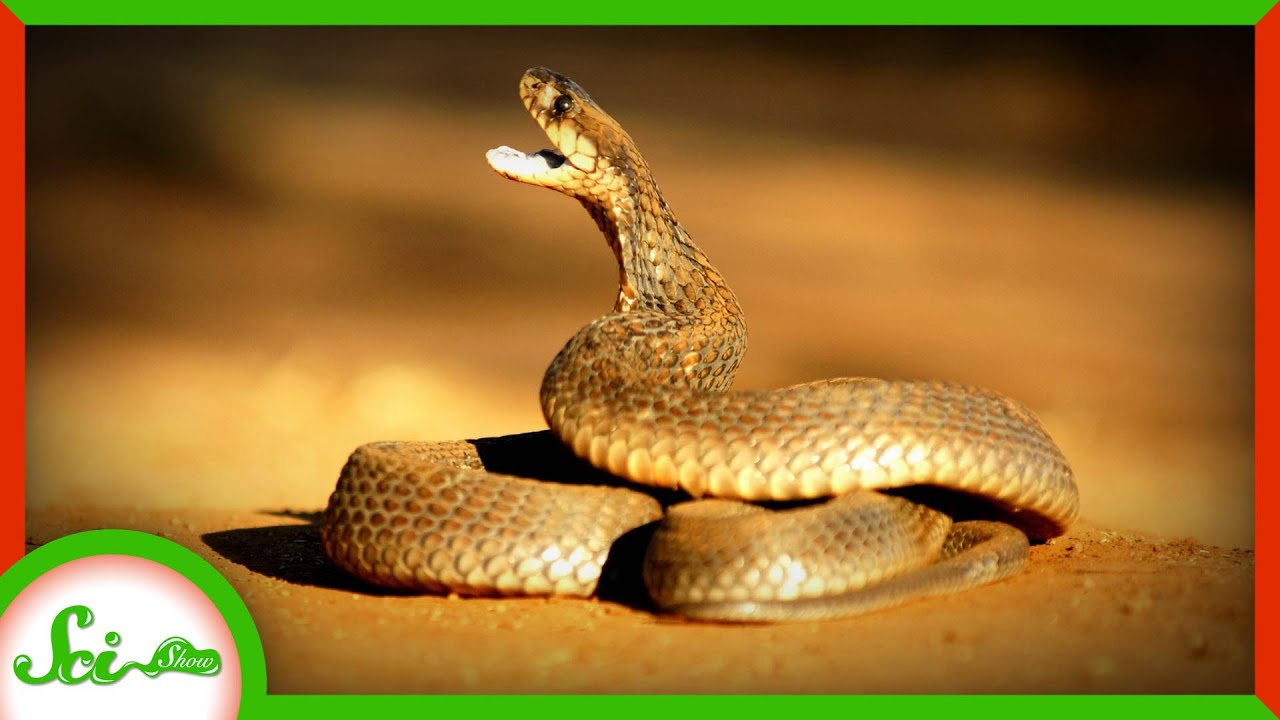 How these snakes evolved to spit… in your eye