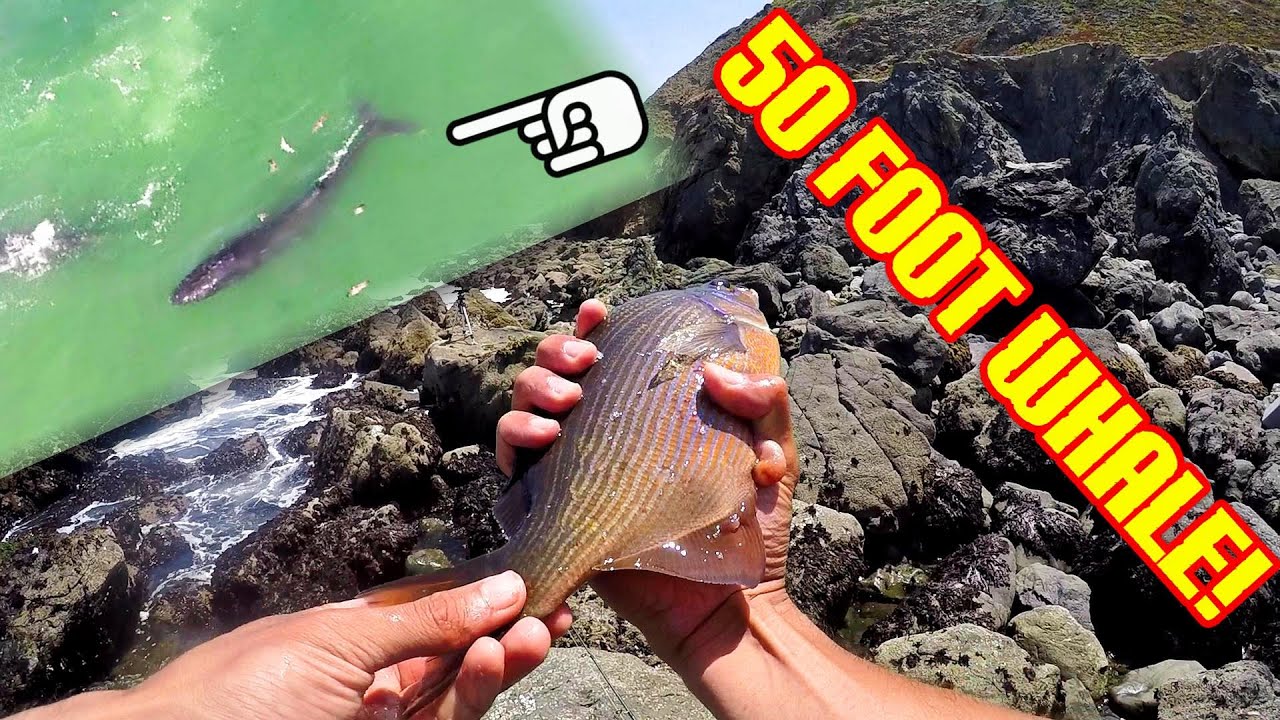 Catching perch! What to look for at a spot to increase bites, and ...