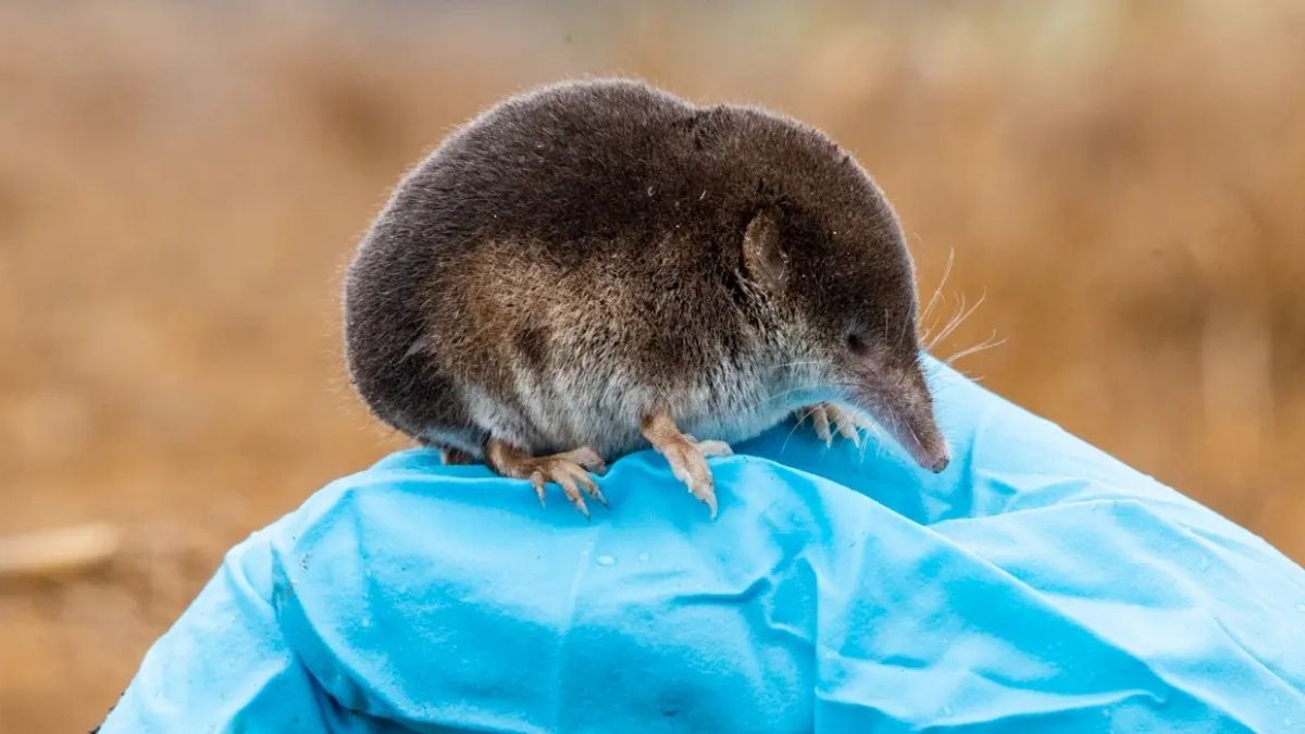 Shrews can shrink their brains by 30%. Here's how they grow it back.