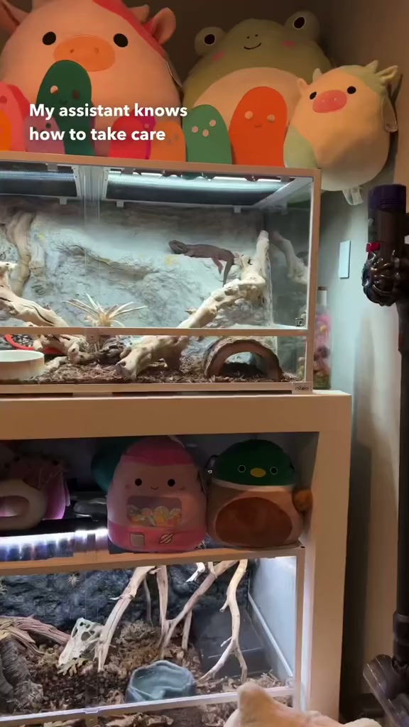 How I travel with 21 pets at home