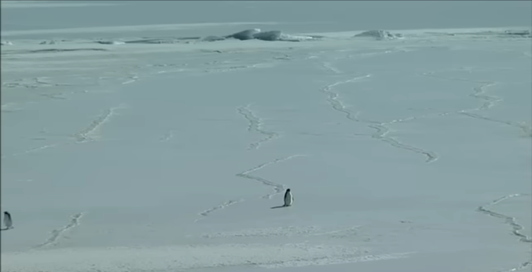 A penguin’s death march is going viral in 2026: What the ‘nihilist ...