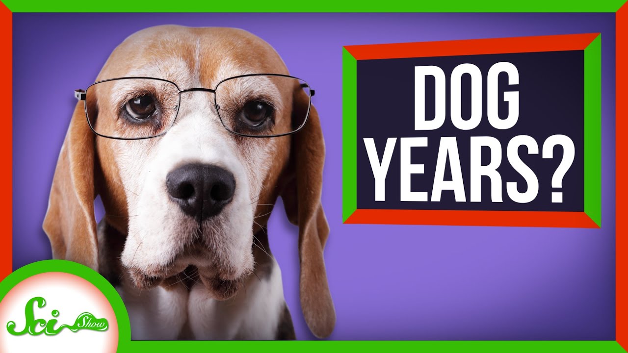 The truth about dog years (your pupper is older than you think)