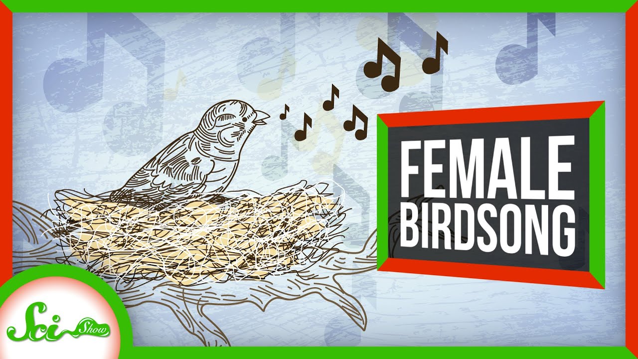 We've been ignoring female birdsong for centuries