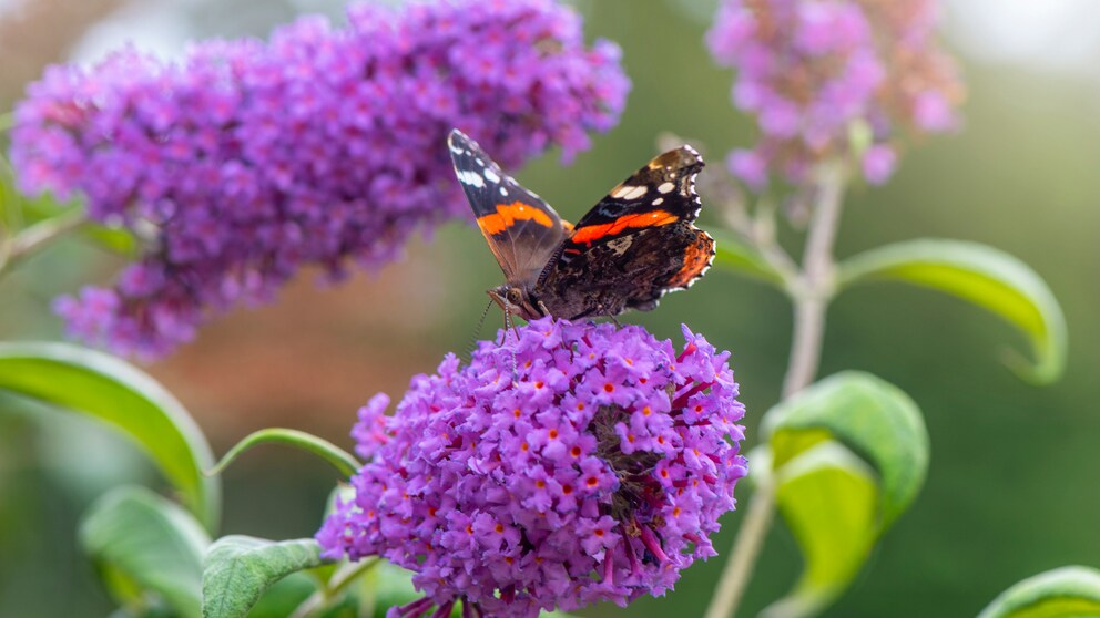 5 fast-growing plants for the garden