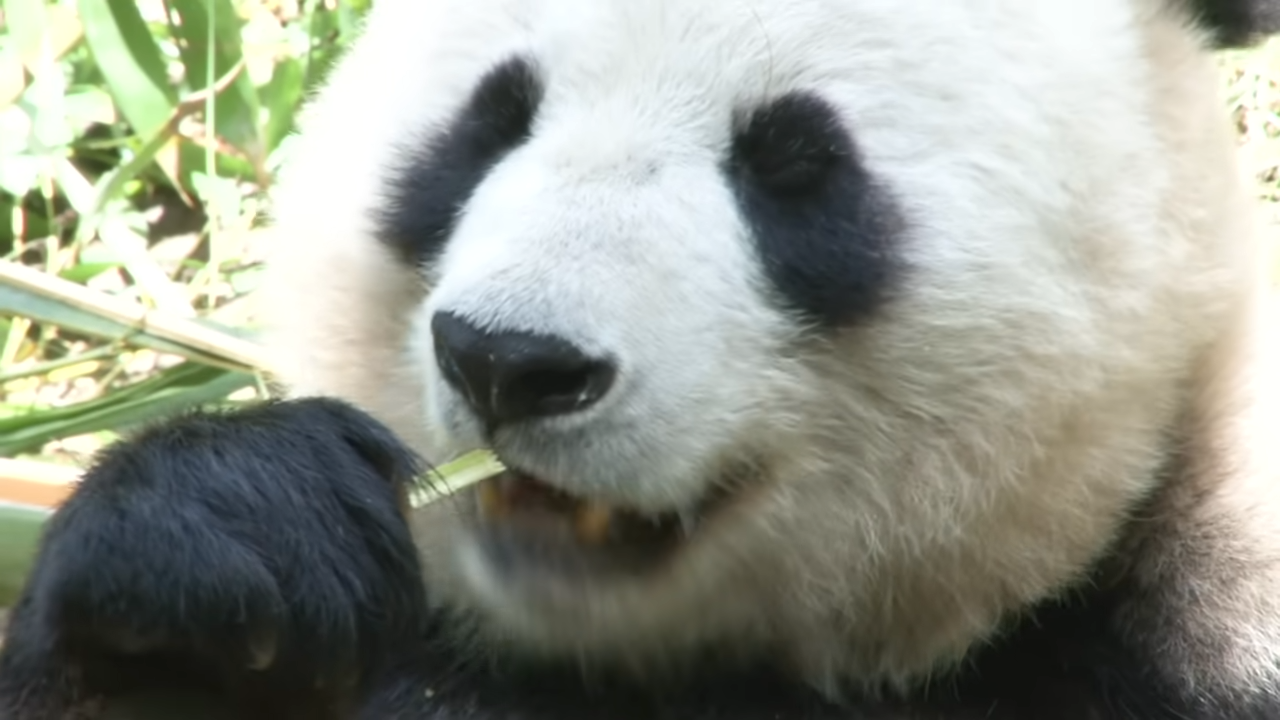Pandas: An animal that eats poison, hates mating, and still somehow exists