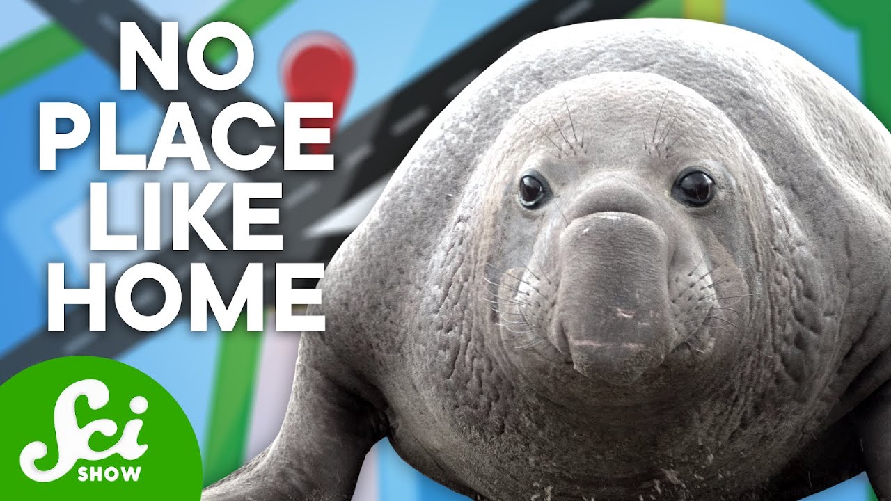 The secret behind elephant seals' migration