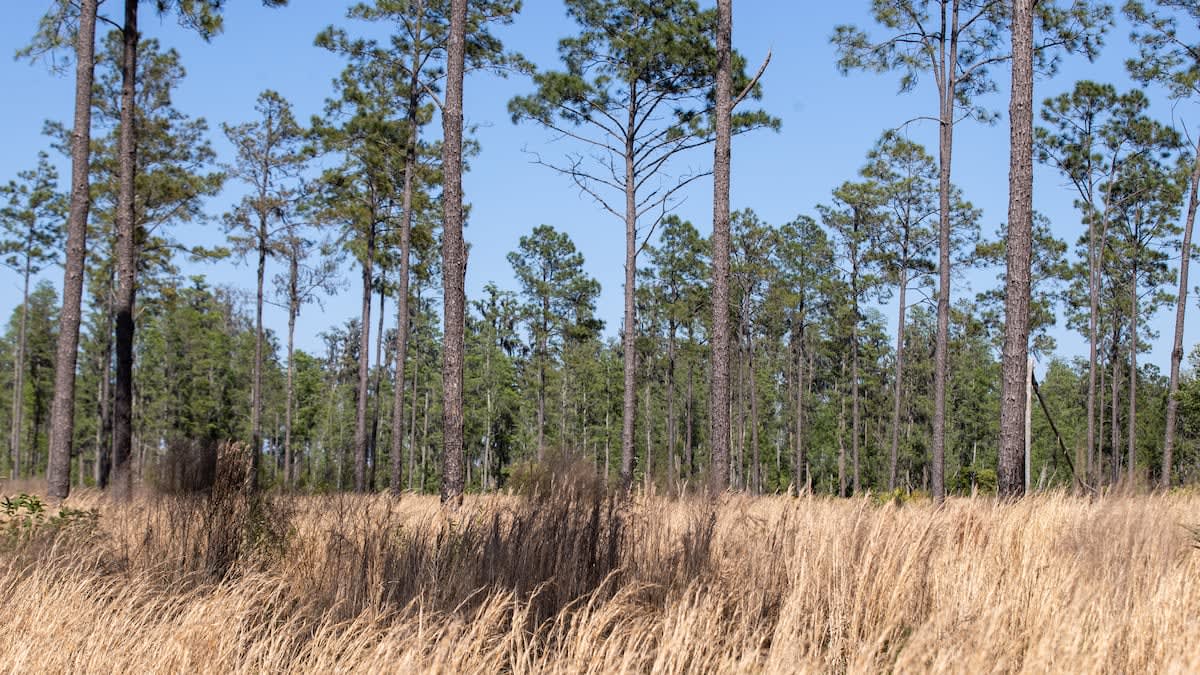 Pinellas just made it easier to remove trees from your yard. Here’s how