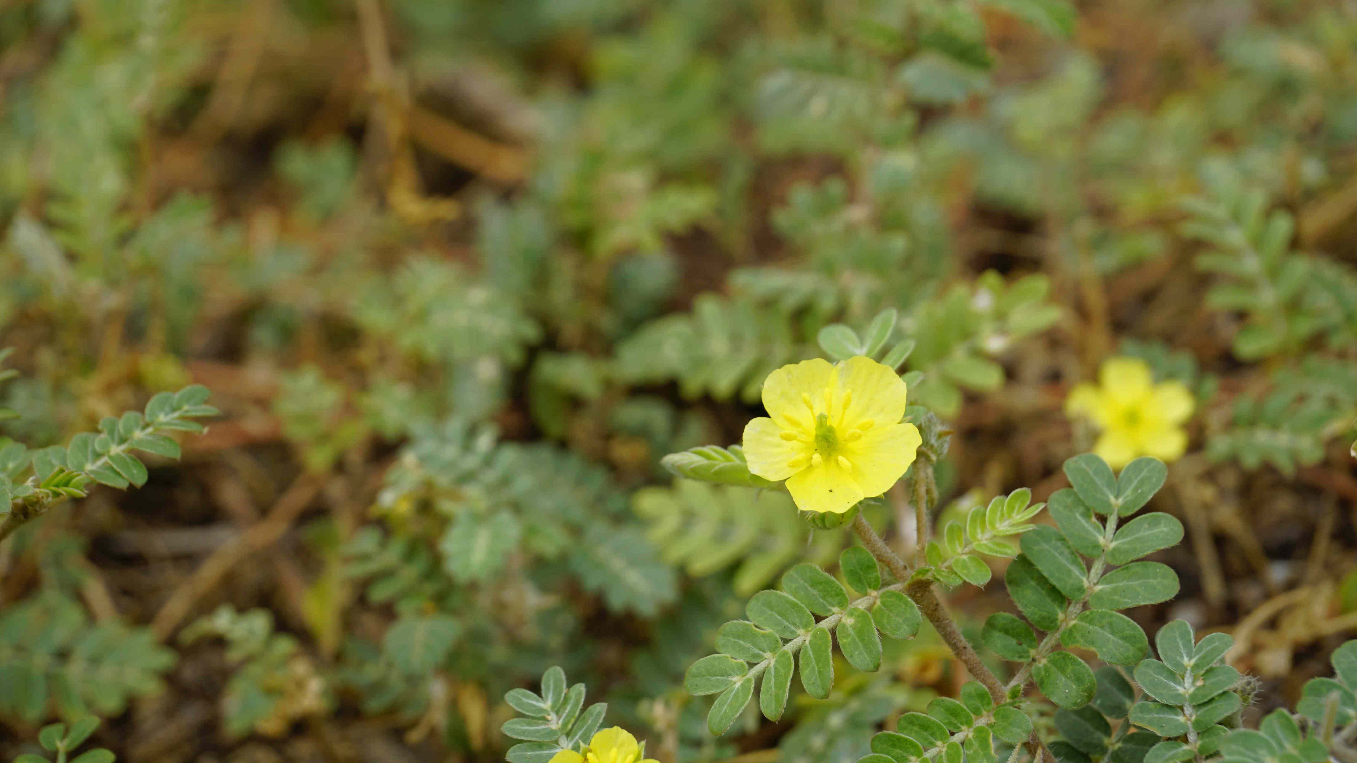 This spiky weed punctures shoes and tires—how to find and remove ...