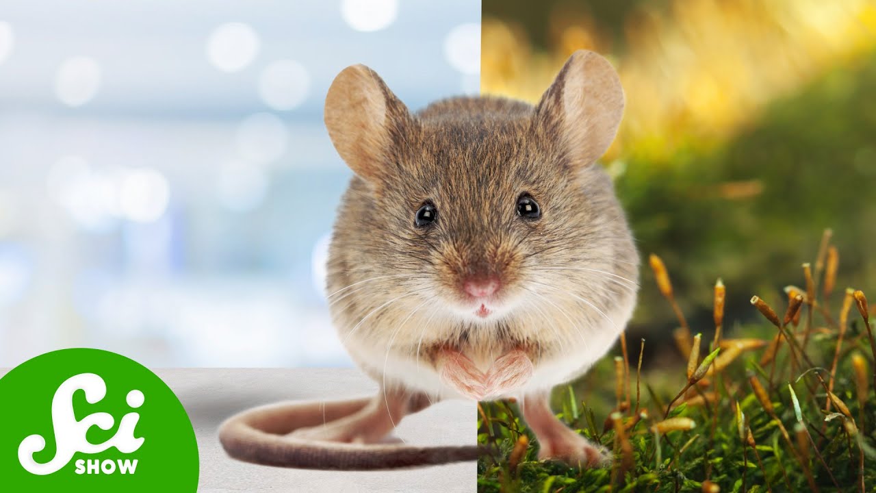 You’re not a lab mouse, but you might be a wild mouse