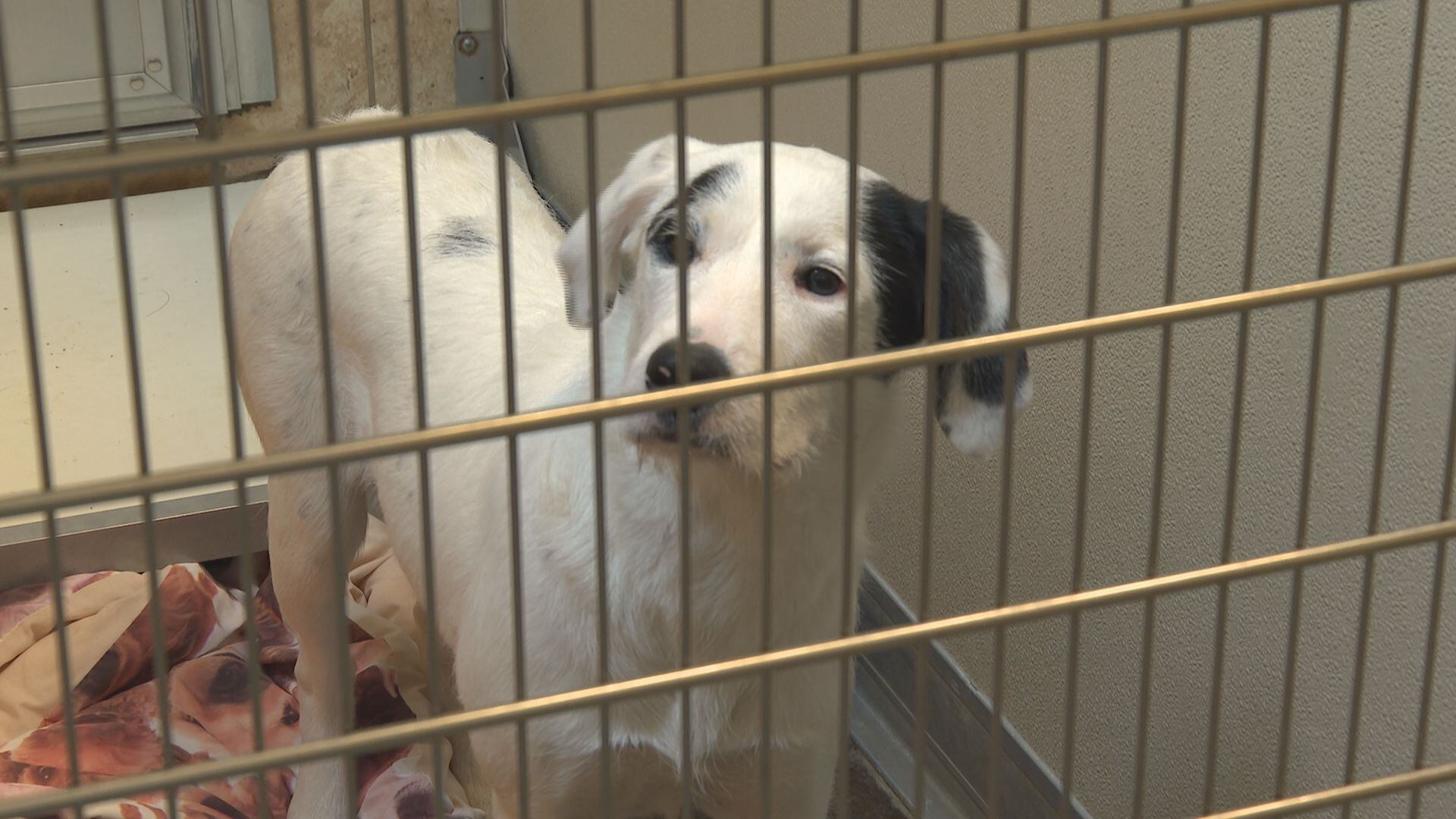 How to keep your pets warm during harsh winter weather