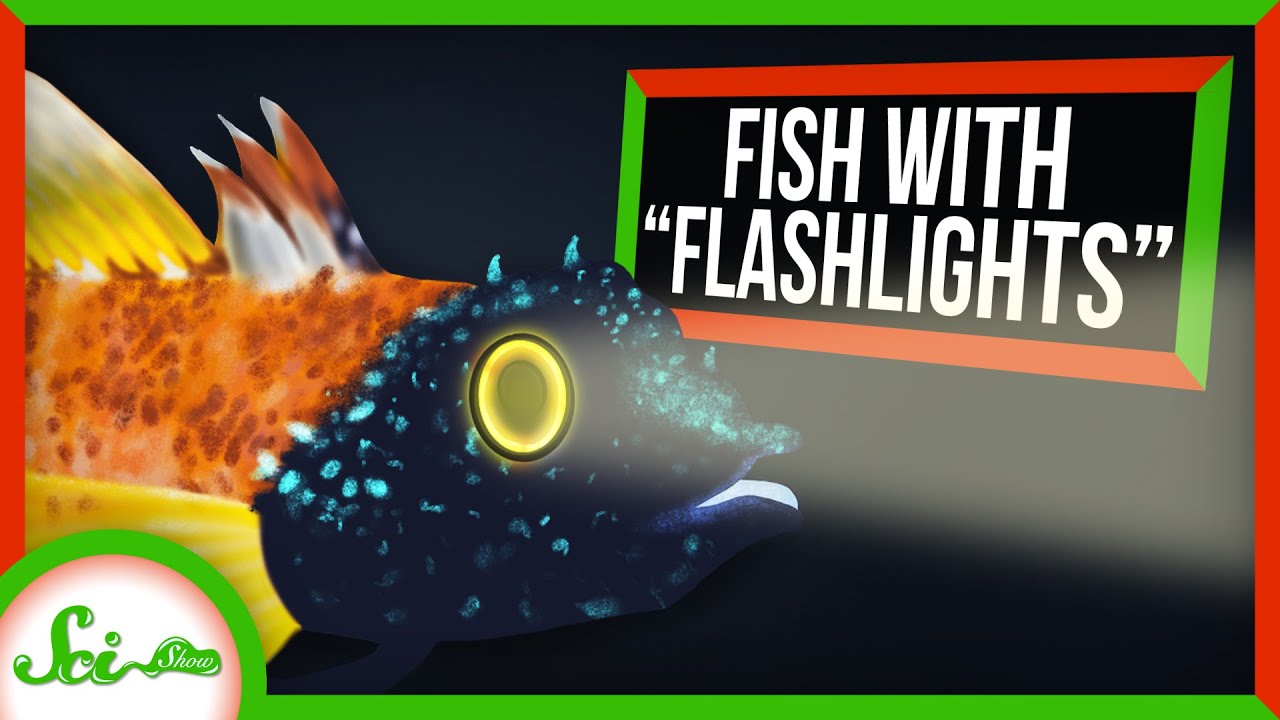 3 fish with built-in flashlights