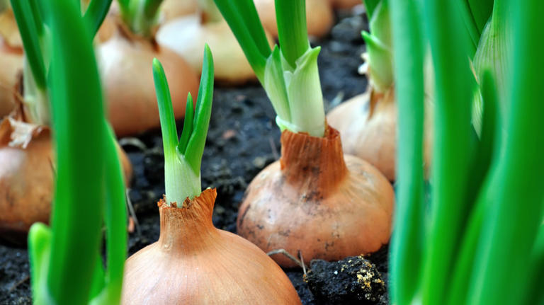 15 fruits and vegetables you can start growing in late winter