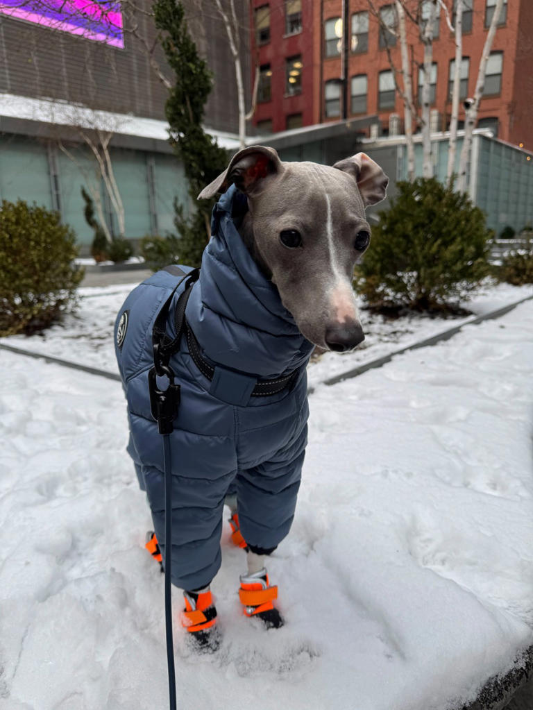 NYC dog goes viral for trying to walk in his new snow boots in adorable ...