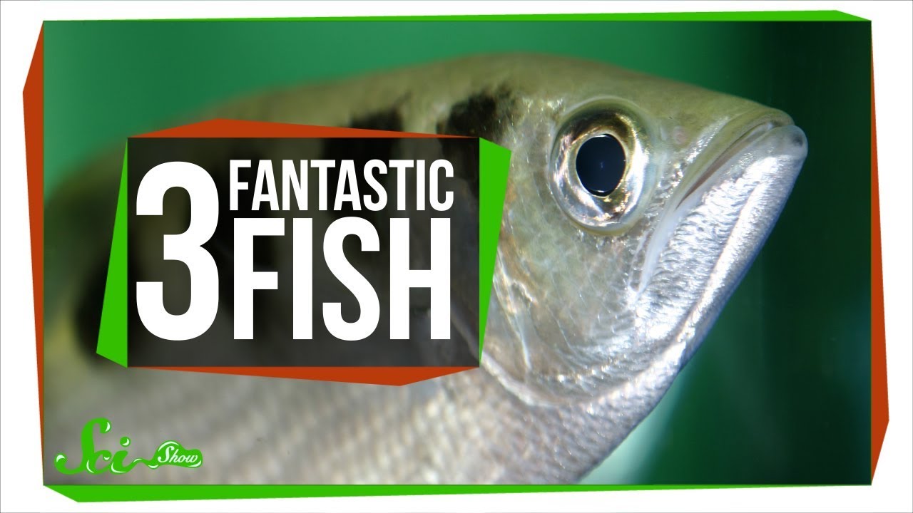 3 things fish shouldn't be able to do