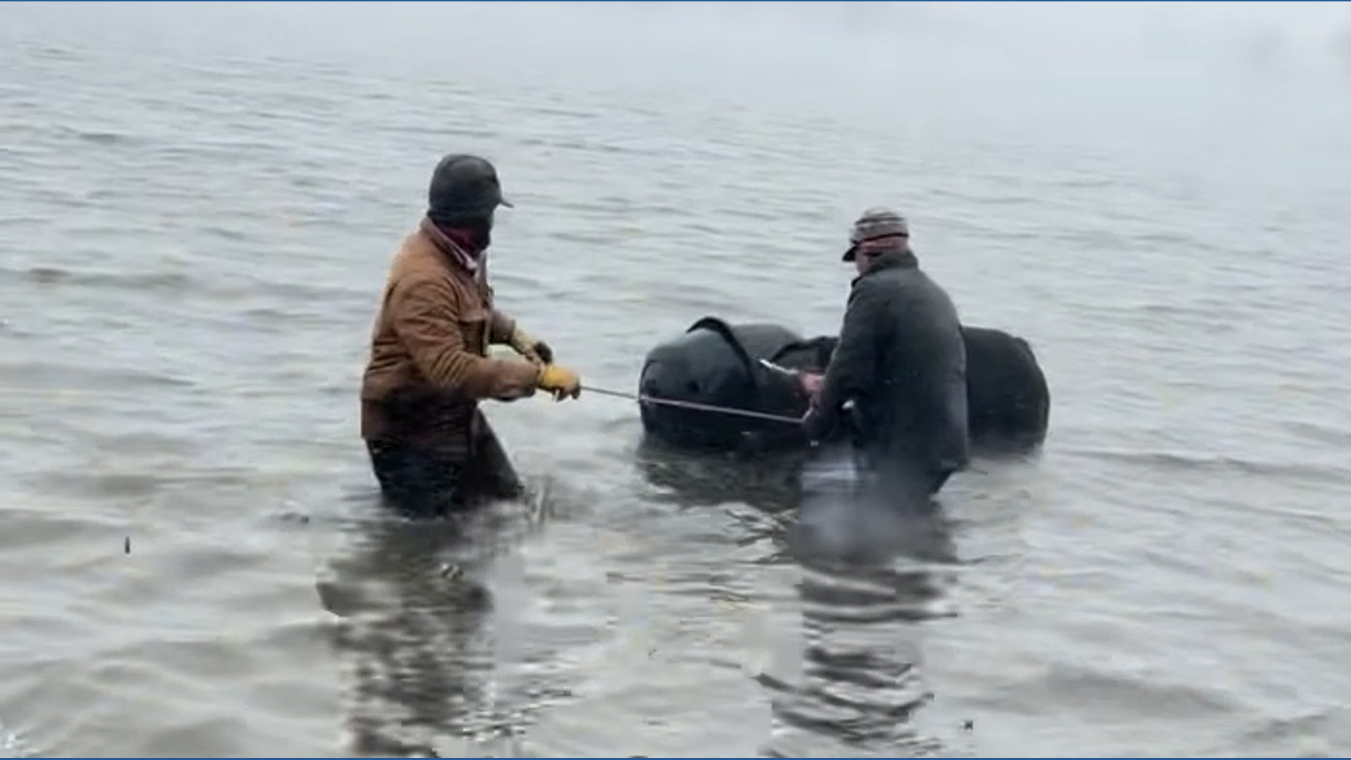 Texas cow rescued from freezing lake after getting its head stuck in feeder