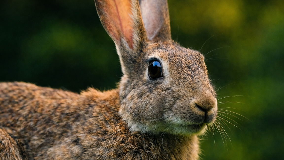 A curious rabbit in the wild