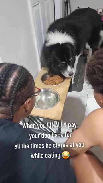 Staring at my dog the same way it stares at me while eating