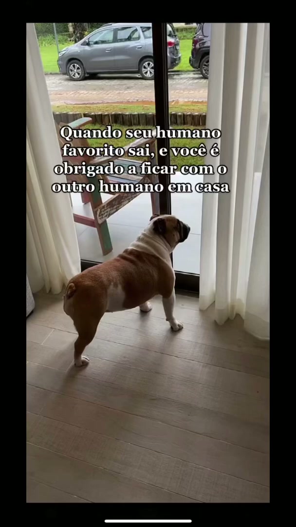 Quem é o humano favorito?