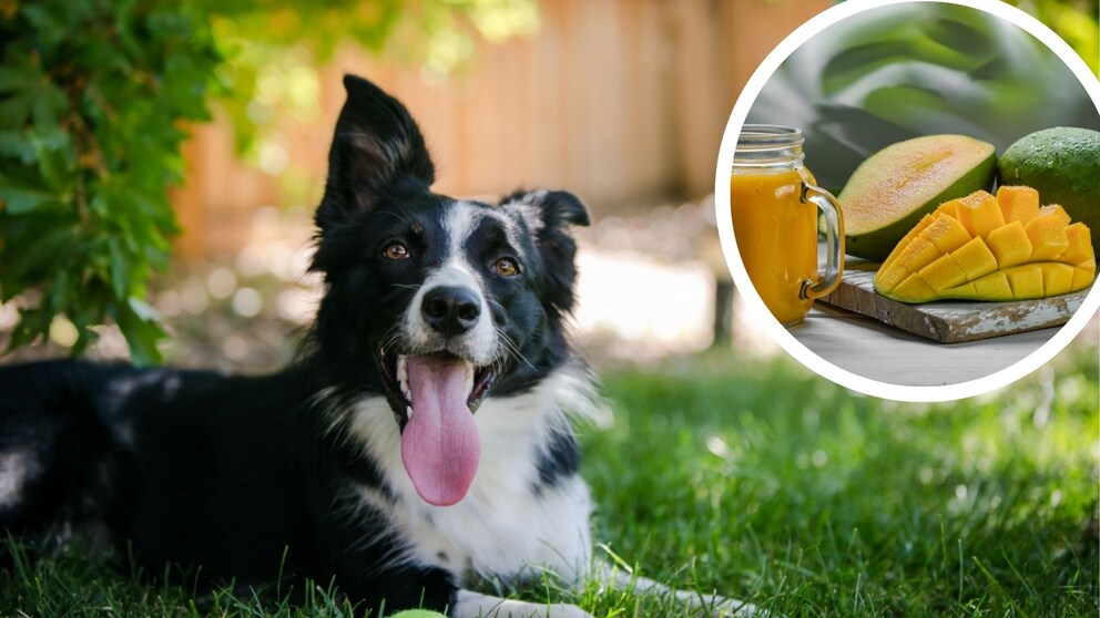 Faszinierend Dürfen Hunde Kaffeetrinken Bild