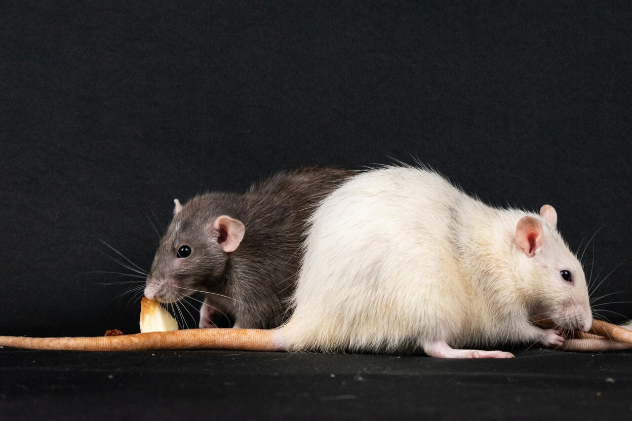 Rats demonstrate ability to replay episodic memories in complex ...