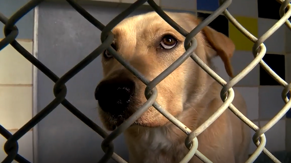 Central Texas animal shelters close early Saturday due to freeze