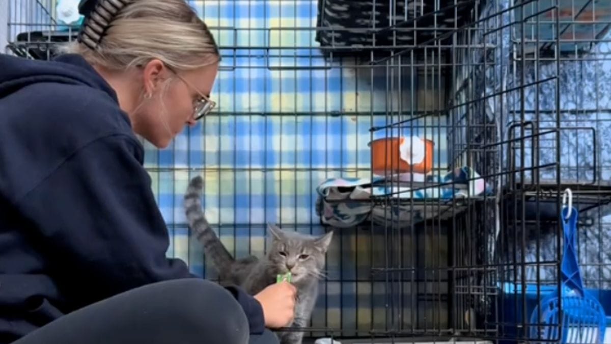 Depressed shelter cat's heartbreaking cry as she stares at her paws (video)