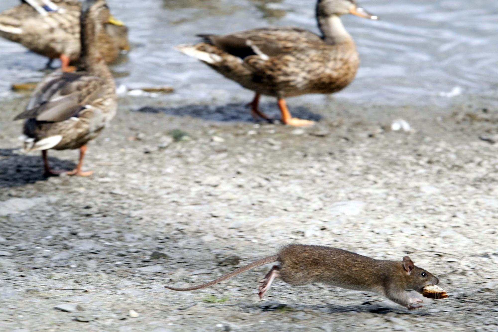 Ben Lowry: We cannot just blame lack of funding for rat infestations in ...