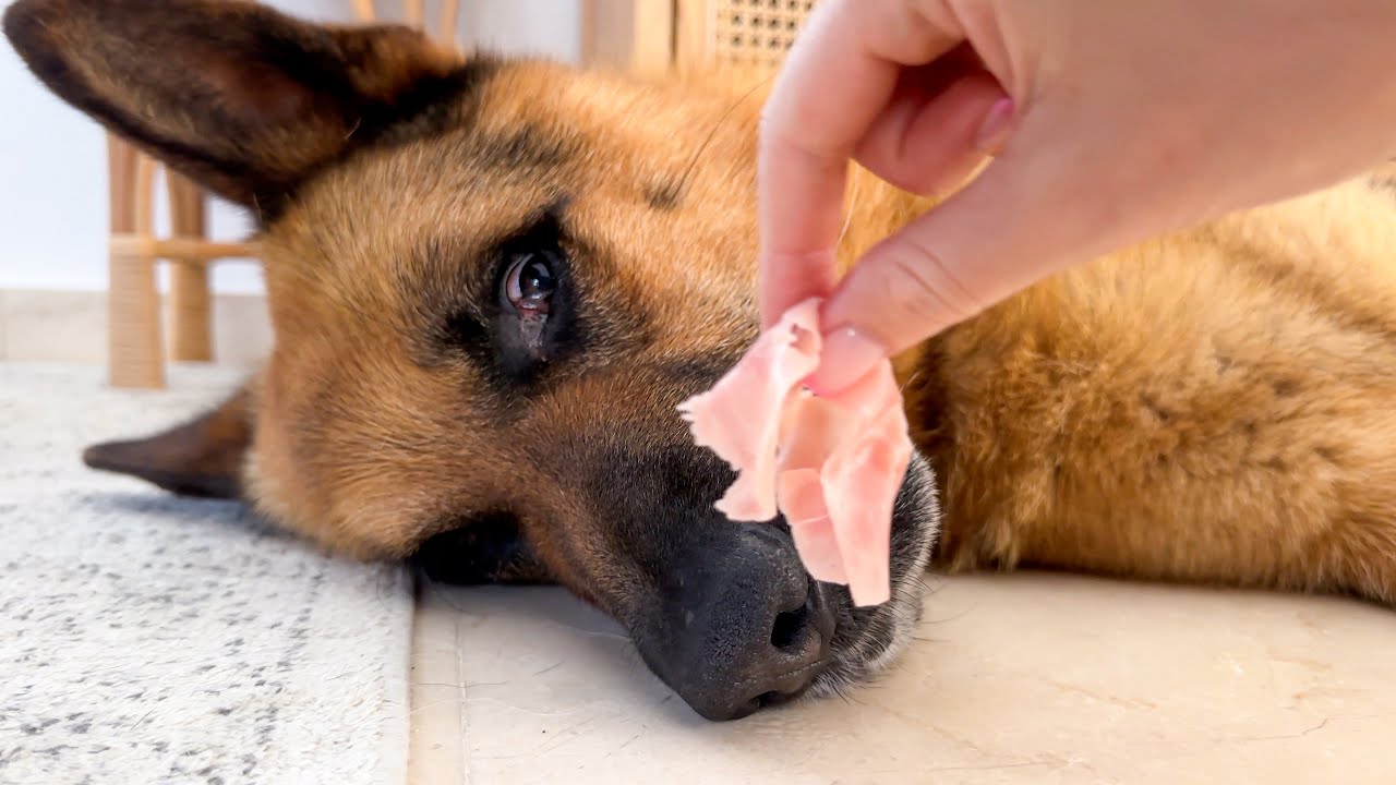 Als snoepjes niet genoeg zijn om je Duitse herder wakker te krijgen