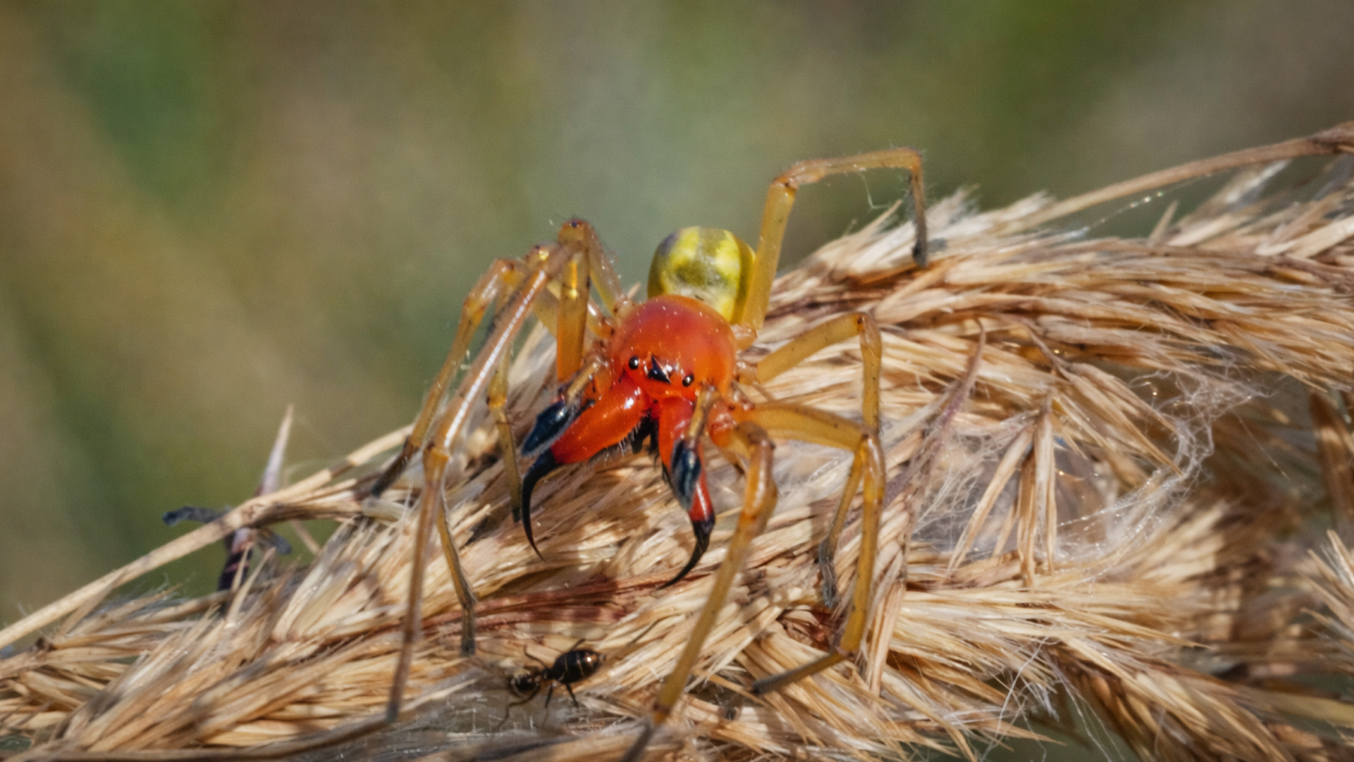 This spider looks beautiful, but it's actually dangerous