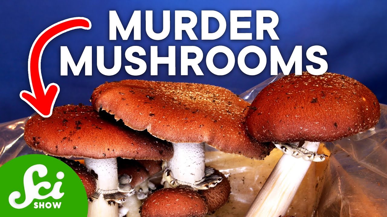 The carnivorous fungi that devour nematodes