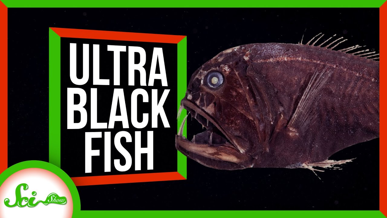 How ultra-black fish disappear into the deep