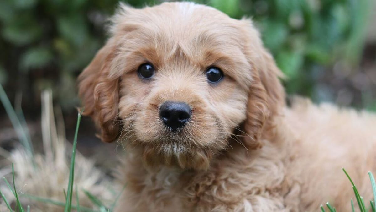 Puppy training on the first day: do's and dont's