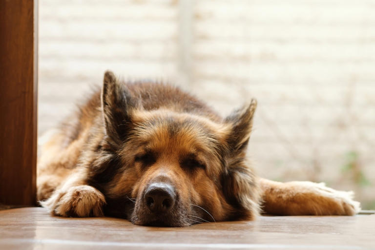 German shepherd on the 'night shift' guards a ball in his dreams