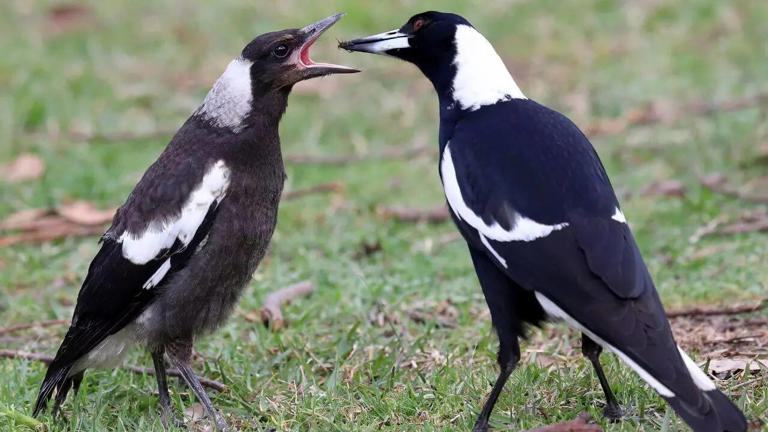 Ever wondered what a group of magpies is called? Flock is not the answer