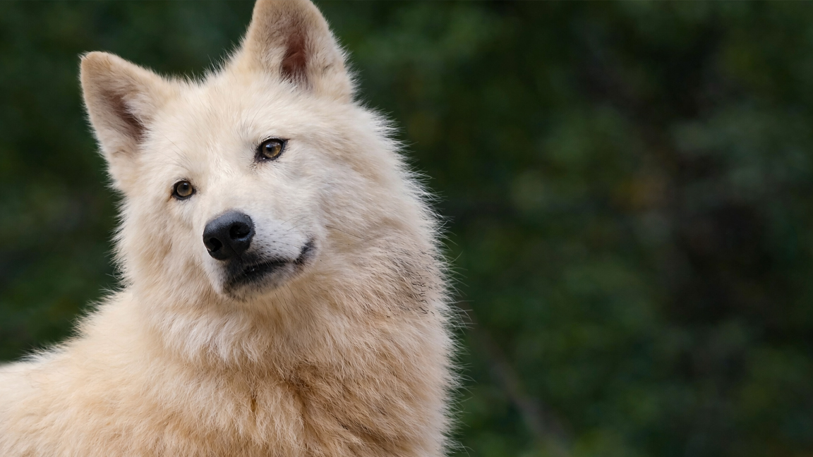 Curious dog stares into the wild