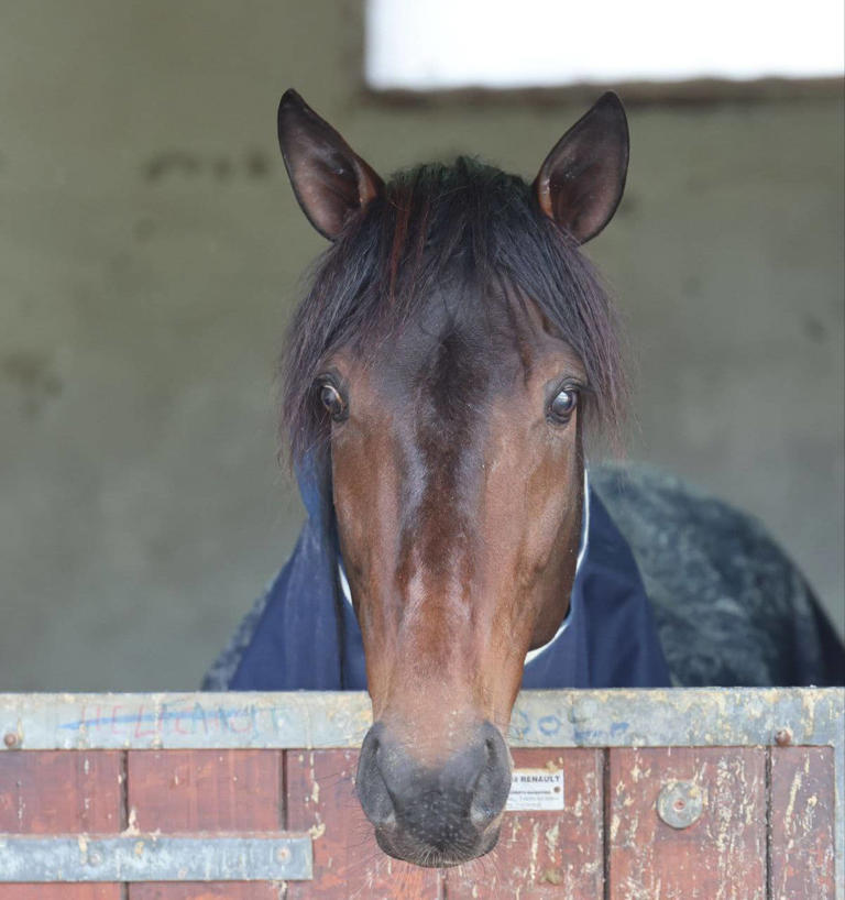 Nappaavatko veljekset Go on Boy – Josh Power täyden potin miljoonan ...