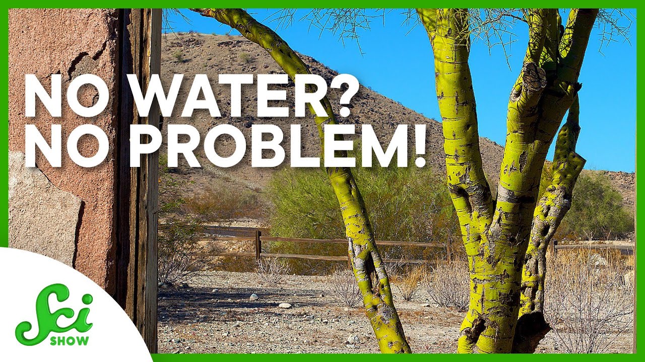 Why doesn’t the Palo Verde tree need water?