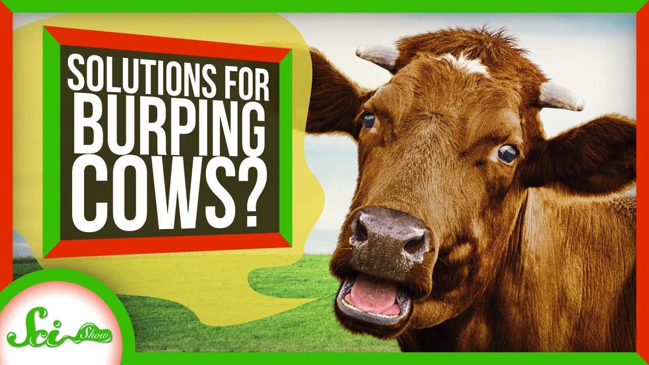 We may have solved our burping cows problem
