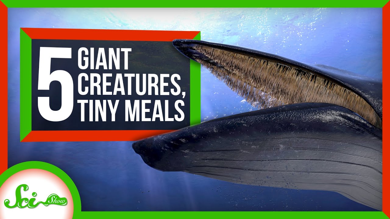 How giant creatures eat tiny meals: 5 fabulous filter feeders