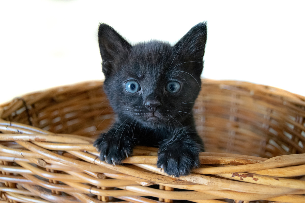 Wobbly black kitten 'pepper bottle tall' transforms into thrilling ...