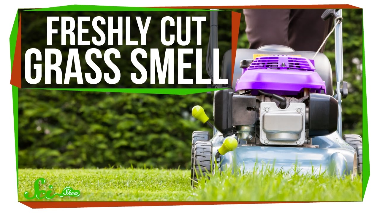 What makes fresh cut grass smell?