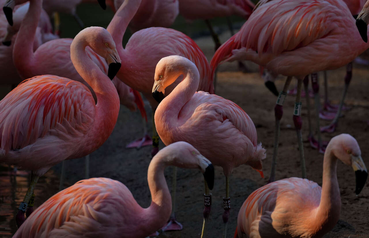 What happens to zoo animals when Houston freezes? Inside the zoo's ...